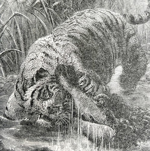 Tiger Versus Crocodile Battle 1887 Wood Engraving Victorian Antique Art ...