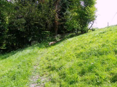 Photo 6x4 Footpath near Hatch East Hatch The footpath gradually moves ...
