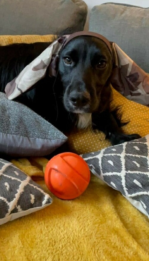 Dogs Ear Protectors/Protection Mutts Ear Mitts® Spaniel, Ear Cover/Hood ...