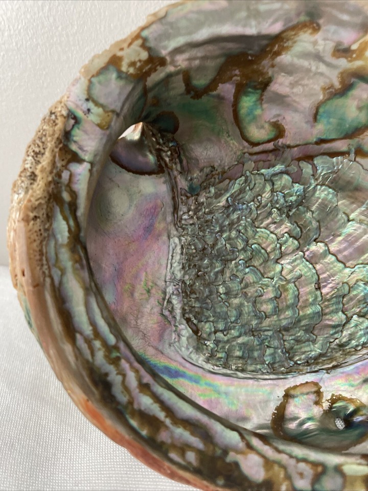 Large Abalone Shell Natural Paua Rainbow Sea Green Blue Shell Beach 7 x ...