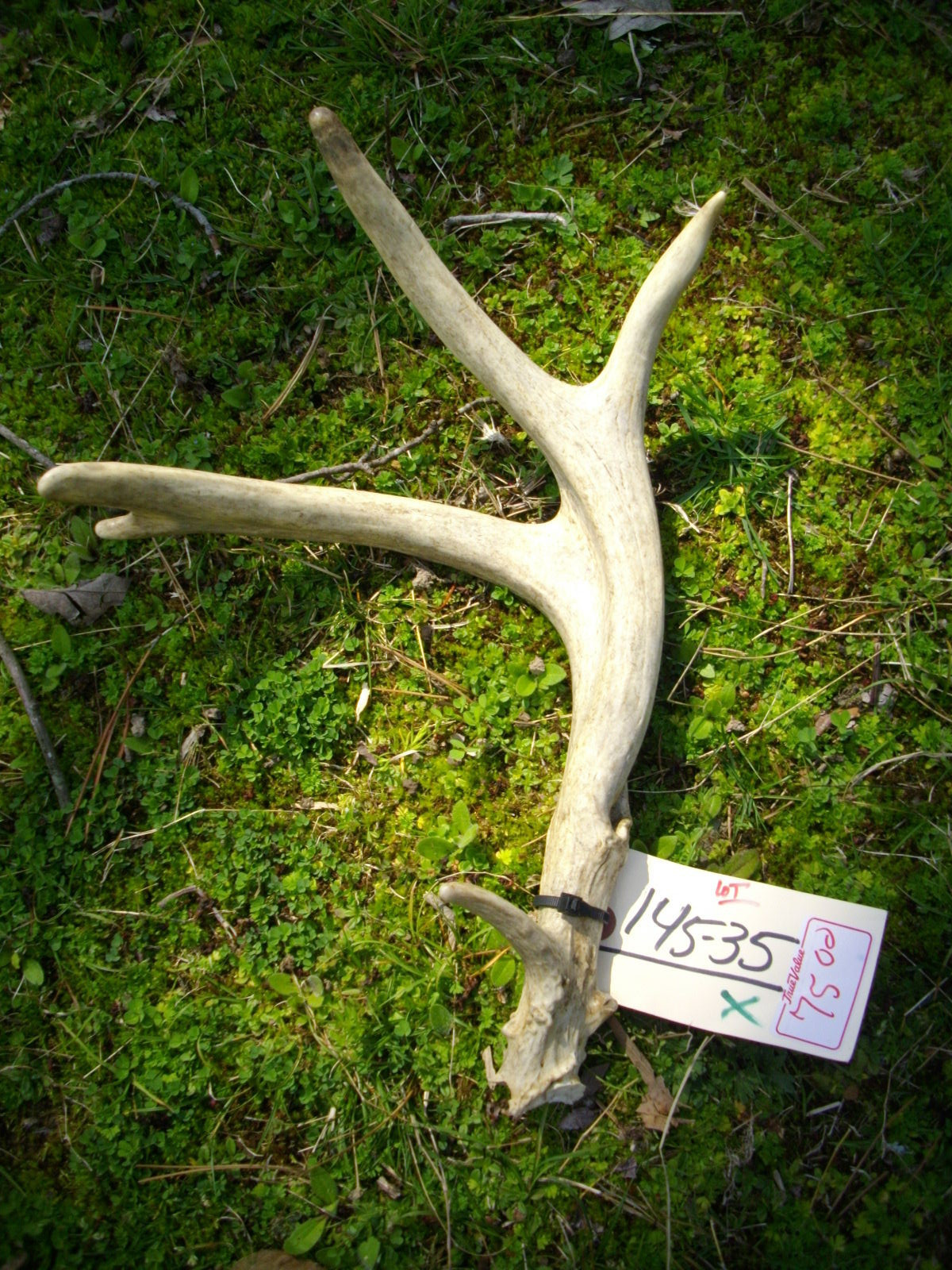 TAXIDERMY Weird 5 Pt.WHITETAIL DEER SHED ANTLER DROPS CABIN LODGE DECOR ...