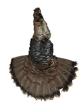 EASTERN WILD TURKEY Full Cape and Tail - For Display, Fly Tying or ...