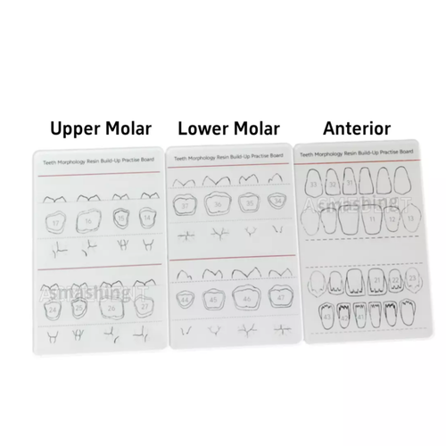 1Set Dental Composite Resin Filling Model Dentist Build Up Morphology ...