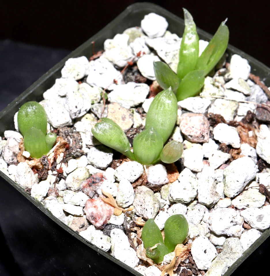 Bulbine 'June' not Haworthia, last chance | eBay