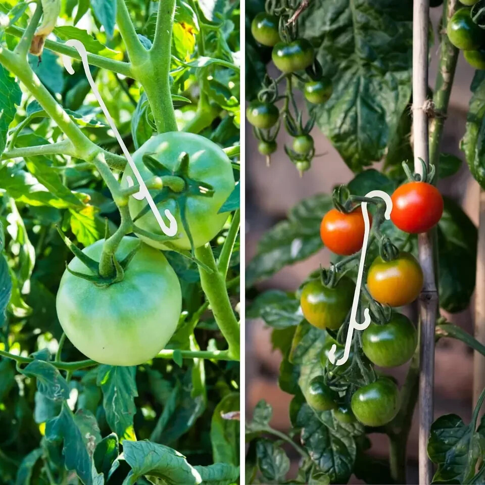 KINGLAKE 100 Pcs Tomato Support Clips Tomato Vegetable Support J-Hook ...