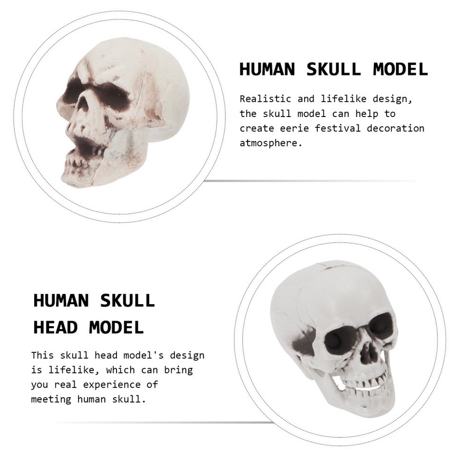 8pcs Realistic Skull Model Small Skull Head Model Skull Model Prop for ...
