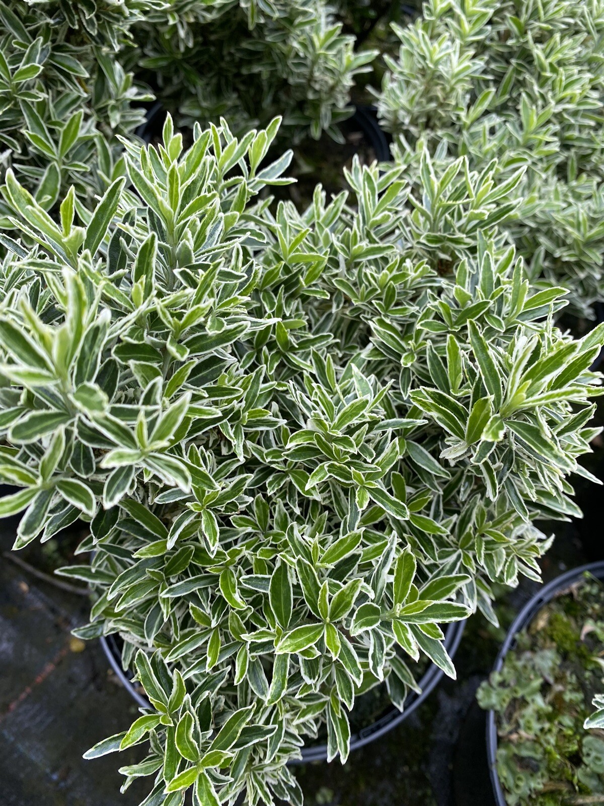 SILVER EUONYMUS MICROPHILLIA SHRUB 2 LT POT DWARF PLANT EVERGREEN ...