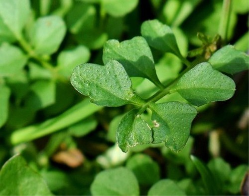 LAND CRESS 200+ seeds salad green vegetable garden american upland ...