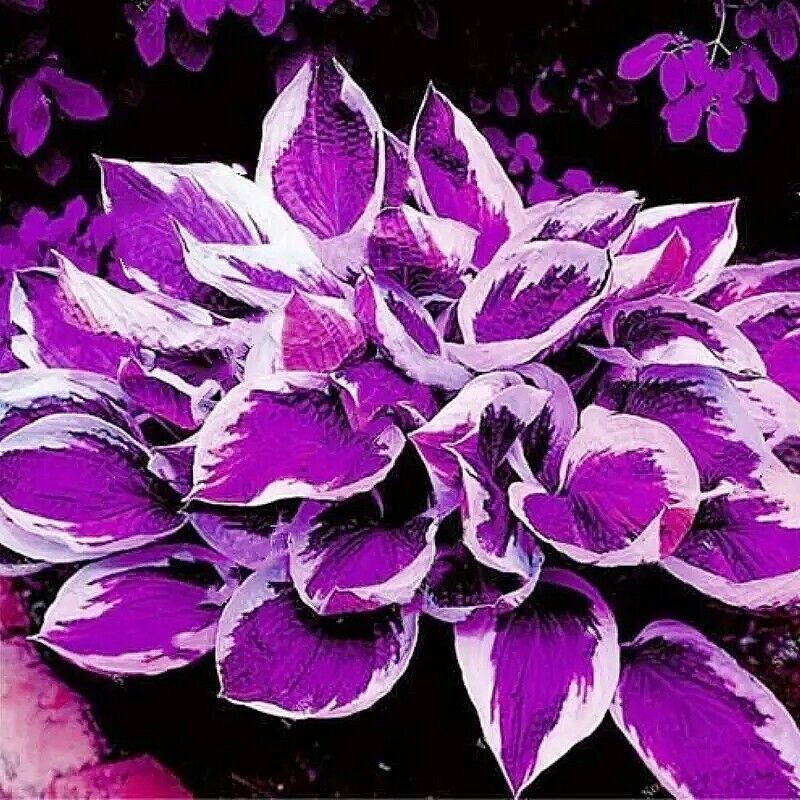 100 Purple White Hosta Plant Seeds Hosta plantaginea Garden Flowers ...