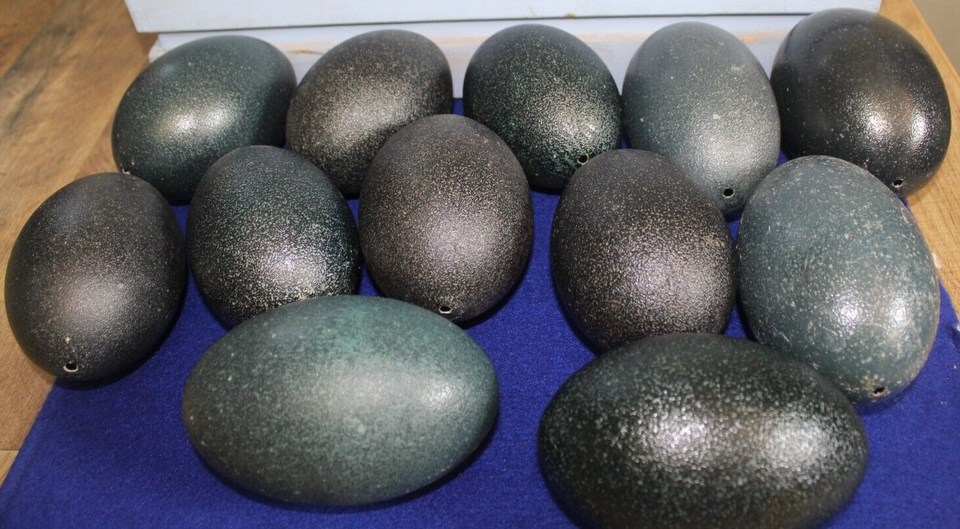 Lot of 12 Emu Eggs Blown Out 5" Shells Only Drilled Empty Cured Blown ...