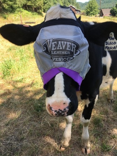 Weaver Leather Livestock Cattle Fly Mask for sale online | eBay
