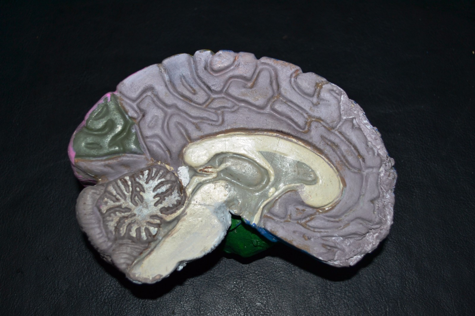Rare Antique Plaster/Papier Mâché Brain Anatomical Model 1920 -30 s. | eBay