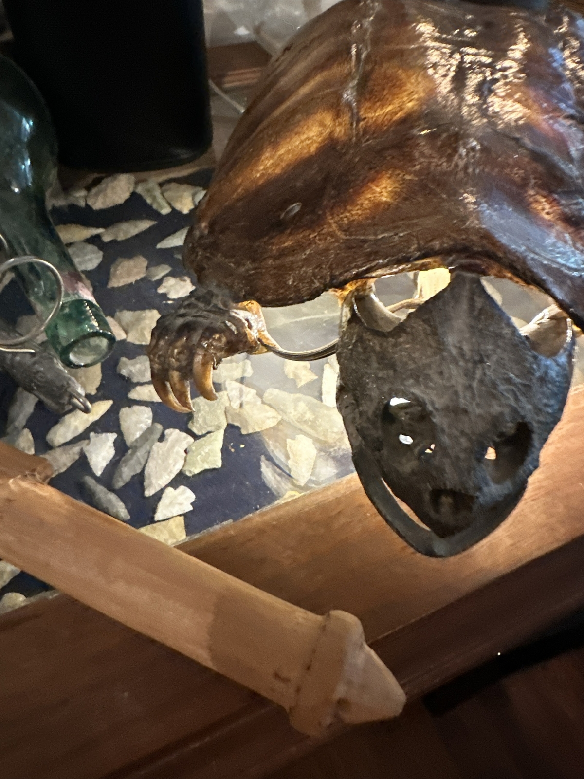 Vintage Snapping Turtle Taxidermy Mount 24” | eBay