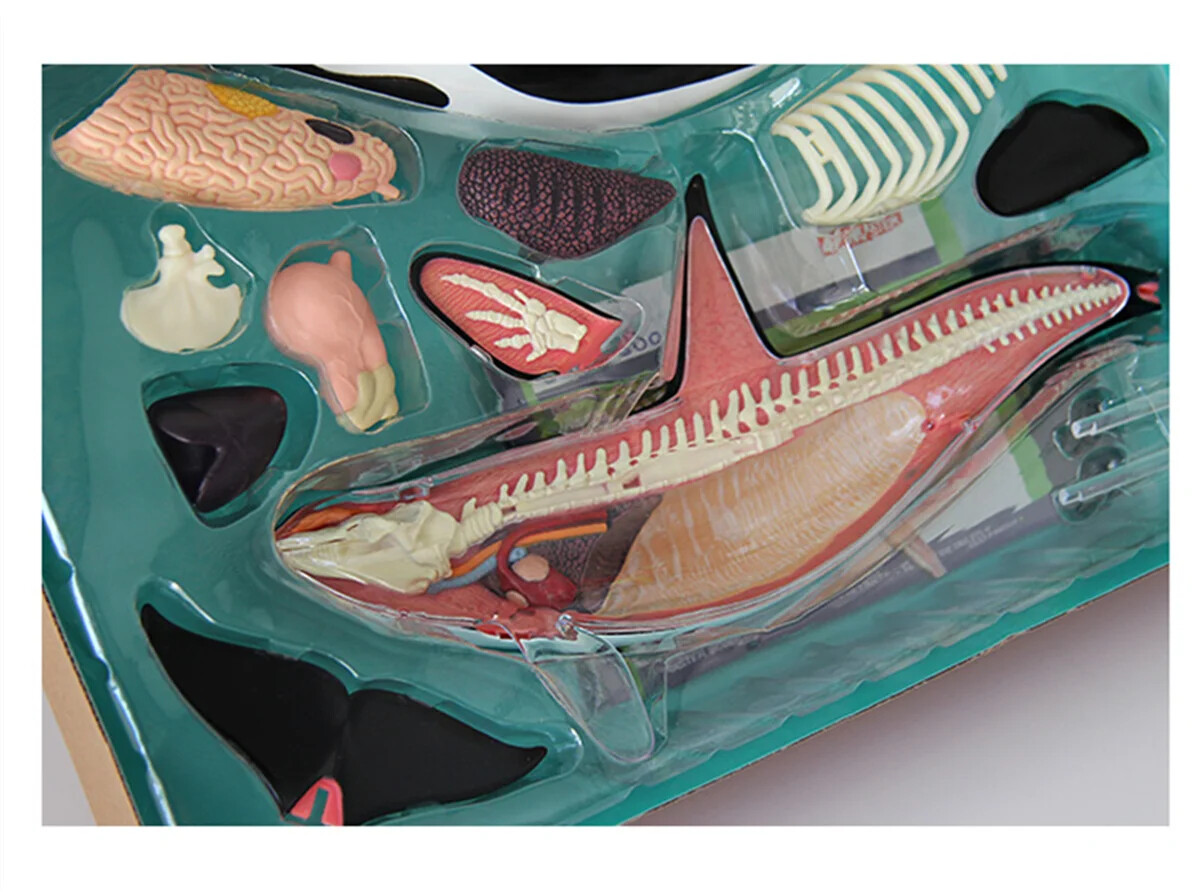 4D Master Marine Animal Anatomy Assembled Model Killer Whale Shark ...