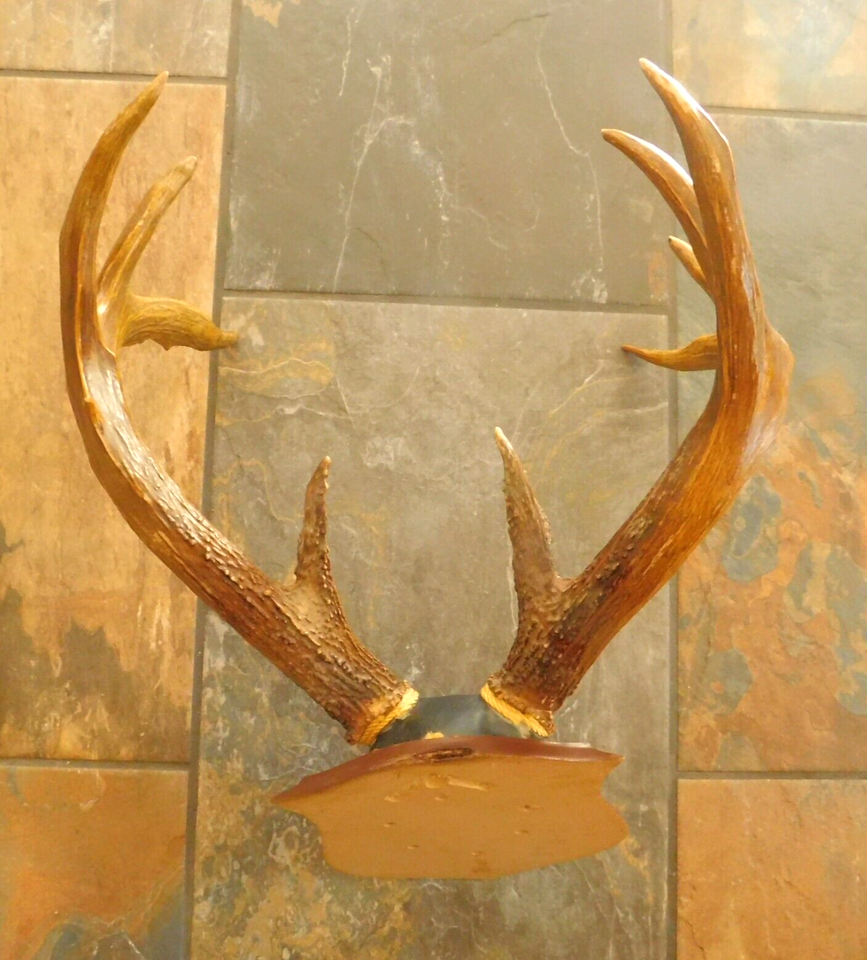 Vtg 11 POINT WHITETAIL DEER ANTLER MOUNT TAXIDERMY THICK 5 ...