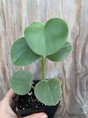 Peperomia Incana, Rare Fuzzy leaves | eBay