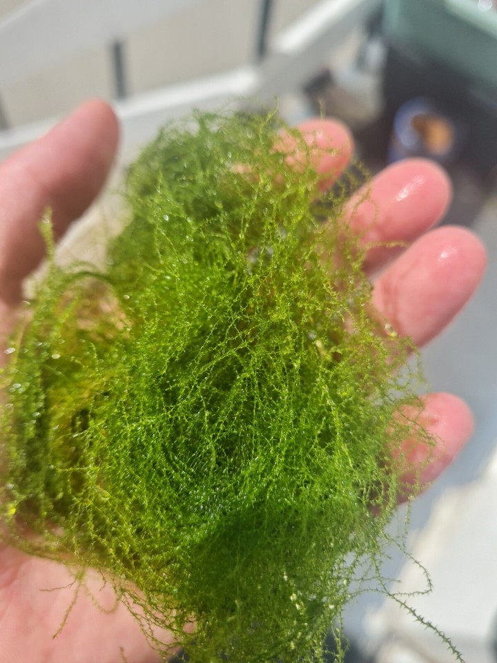 50g Java Moss Carpeting Live Aquarium Plant, great for Shrimps & small ...