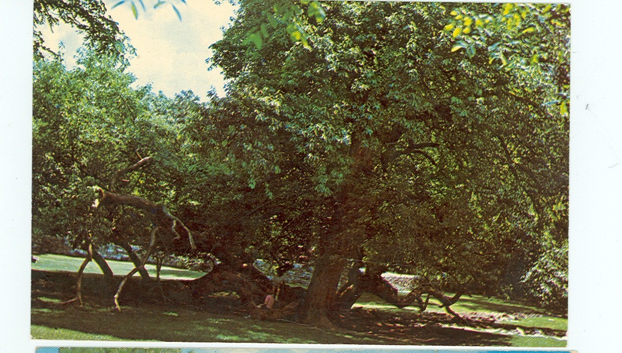 HARRODSBURG,KENTUCKY-FORT HARROD STATE PARK-OSAGE ORANGE TREE-#27296C ...