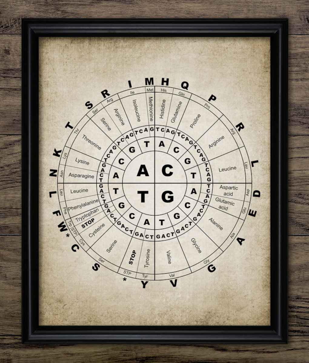 Genetic Code Drawing