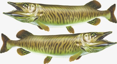 47" set Muskie Musky fishing Auto Boat Car Window Lure Graphics Decal ...
