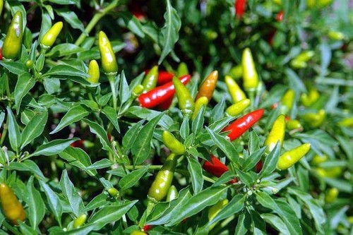 10 GUAM BOONIE PEPPER SEEDS "Doni Sali" (Capsicum chinense) RARE ULTRA ...