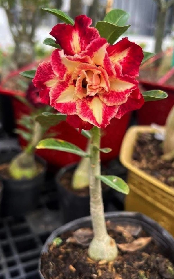 Adenium Obesum "identified by color" 500 Seeds 24 Type RARE! | eBay