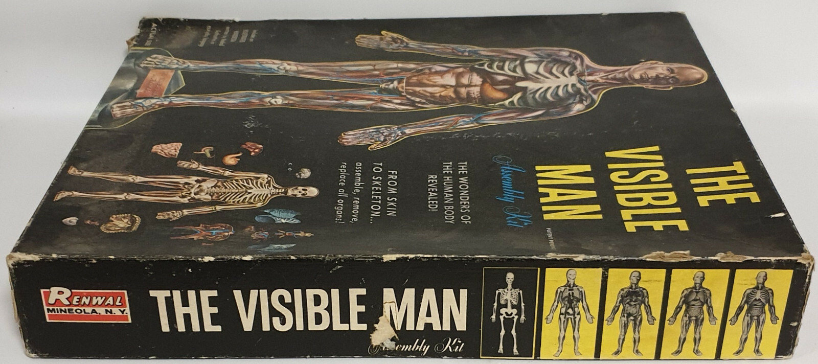 MAN : THE VISIBLE MAN MODEL KIT MADE BY RENWAL - VERY RARE | eBay