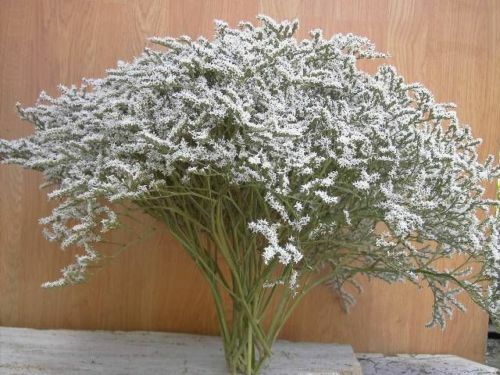 White Limonium