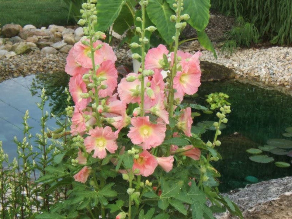 50 Mixed Colors HOLLYHOCK KING HENRY Viii Mix Alcea Rosea Flower Seeds ...