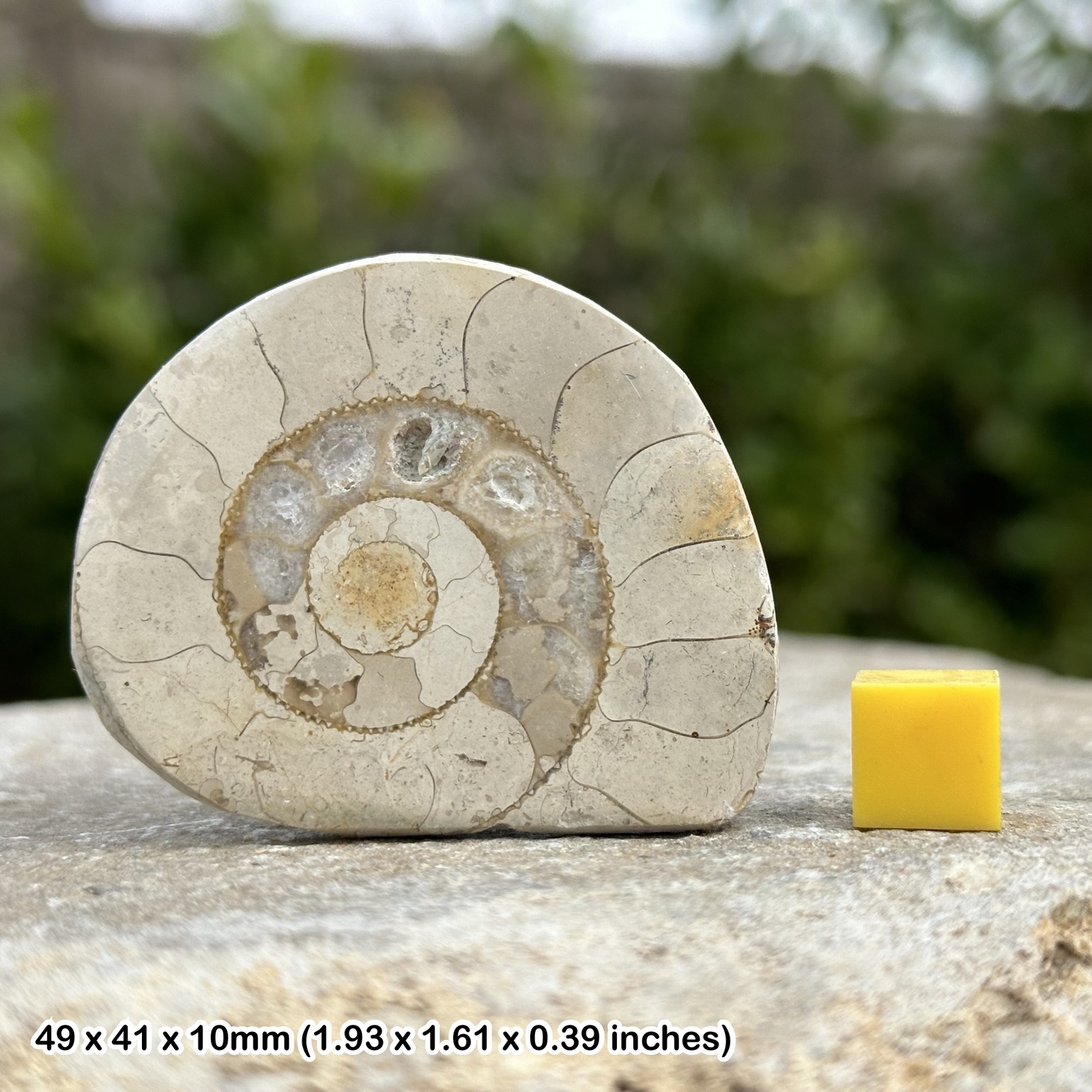 Jurassic limestone ammonite, somerset, uk, authentic | eBay