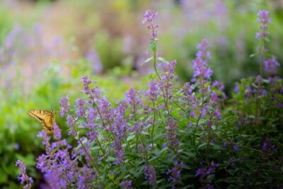Lemon Catmint Nepeta cataria citriodora | eBay UK