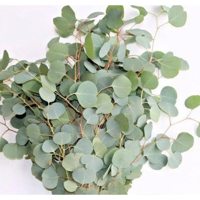 Round Eucalyptus Leaves