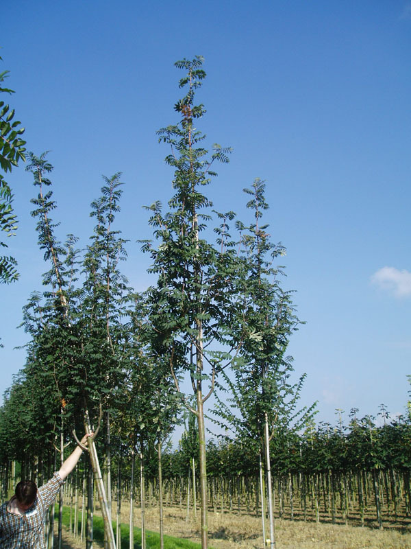 Rowan Sheerwater Seedling 4-5ft Tall in 2L Pot / Mountain Ash Sorbus ...