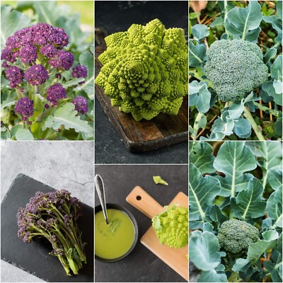 ASSORTED BROCCOLI 250 Seeds HEIRLOOM 3 Varieties 3 Packs vegetable ...