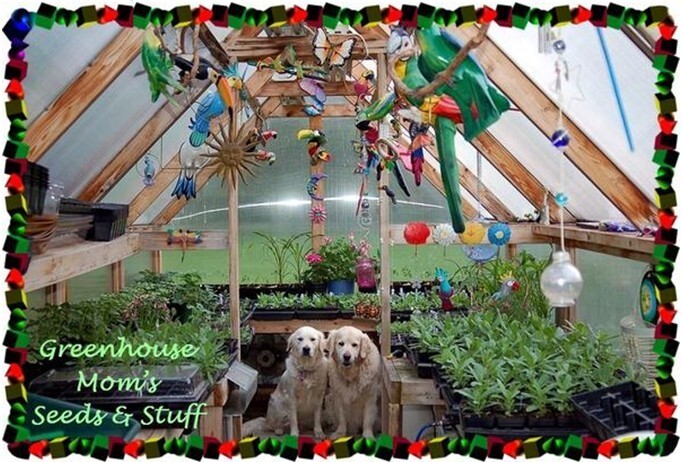 ~ Easy Wave STARFISH * Trailing Petunia * 20 Pelleted Seeds | eBay