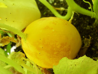 Zitronen-Melone, Lemon Melon, Limelon, schmeckt frisch, zitronig ...