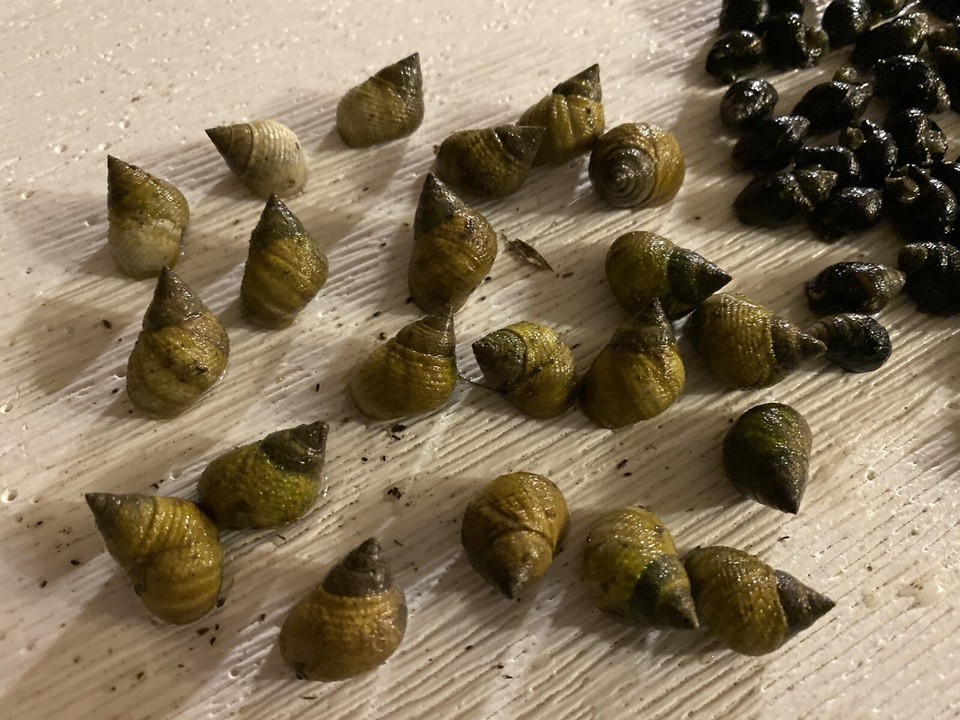 25 Periwinkle + 50 Nassarius Live Saltwater Snails Fish Tank Aquarium ...