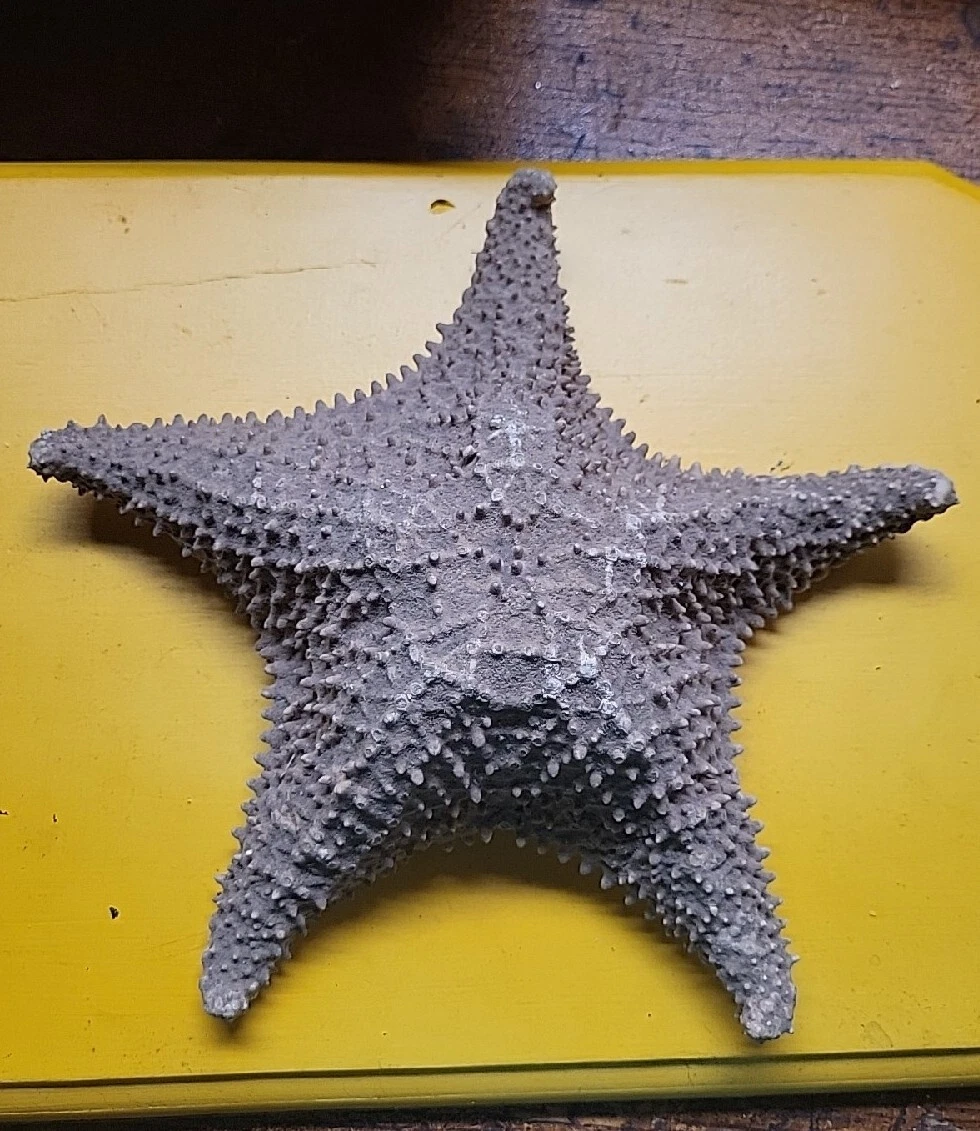 Starfish Arm