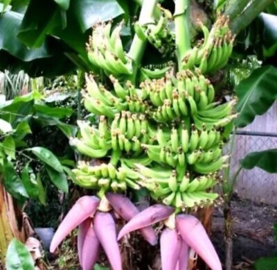 Double Mahoi Banana - 1 Plant Plug Tree - 3-6 inches - Edible Banana. 🍌 ...