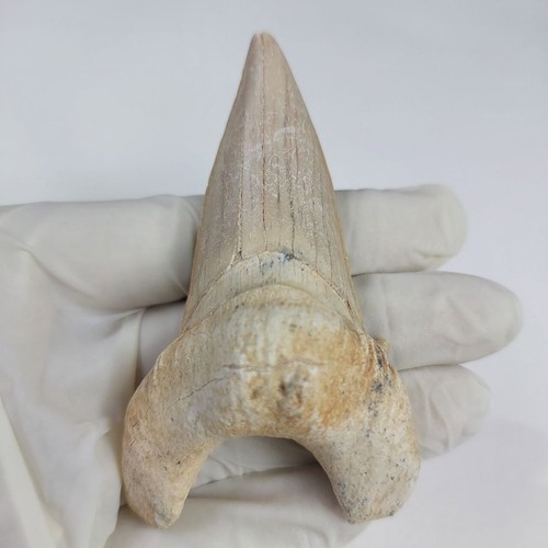 3.54" Large premium fossil mackerel shark otodus tooth with unrestored ...