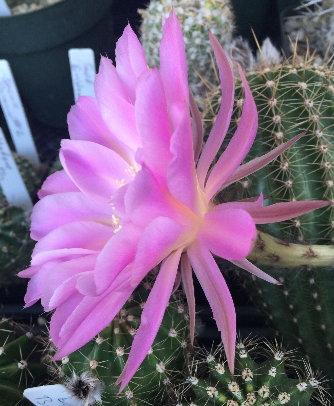Echinopsis Schick hybrid 'Spring Symphony' buds, 2 inch pot size | eBay