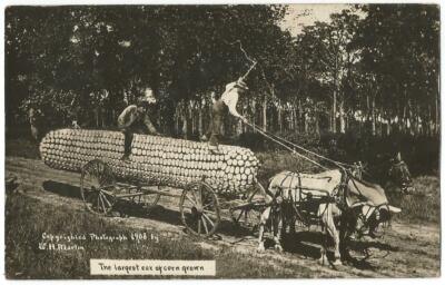 Giant Corn Ear on Horse Drawn Wagon ~ Martin Exaggeration RPPC Real ...