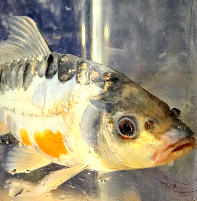 10" SHUSUI (Doitsu, blue & orange) Live Koi Fish for Pond, EFP, FREE ...