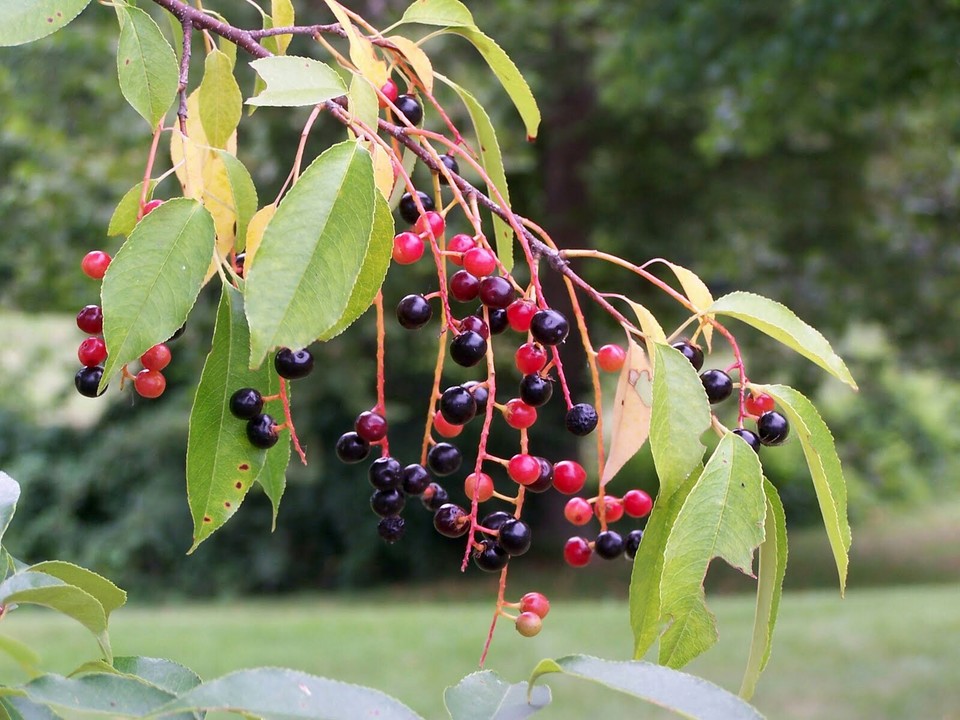 Black Cherry, Prunus serotina, Tree Seeds (Edible, Hardy, Fast, Fall ...