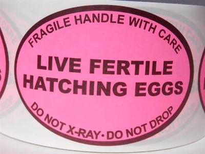 250 sticker labels LIVE FERTILE HATCH EGGS HANDLE W.CARE, Oval fluores ...