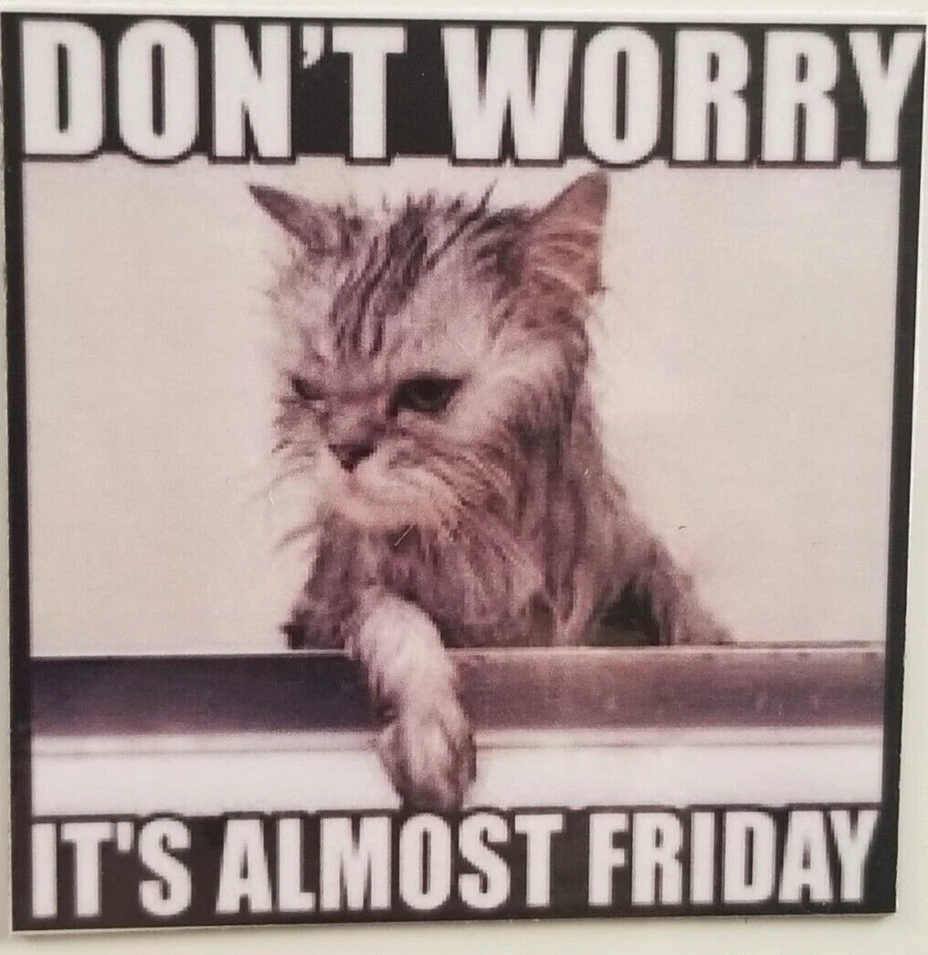 Almost Friday Cat