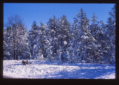 Vintage 35mm Film Slide 1984 Snow Fall in the Woods | eBay