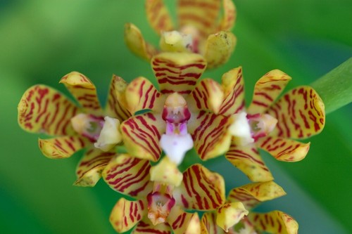 Orchid Acampe rigida Mounted Species | eBay Australia