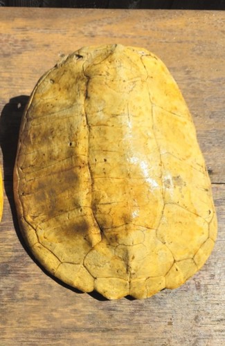 LARGE SNAPPING TURTLE SHELL.... | eBay