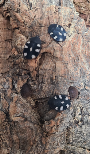 10+ Live Domino Roach Cockroach Nymphs (Therea petiveriana/bernhardti ...